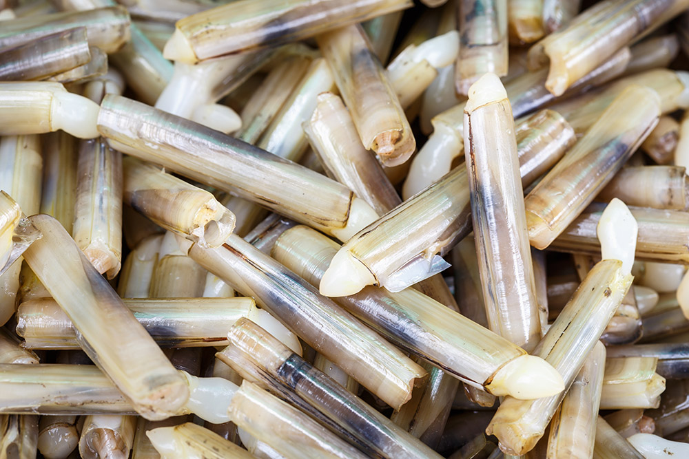 Close up Razor clam | SAF Marine International