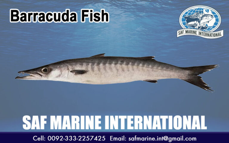 Barracuda Fish Exporter Pakistan Barracuda Fish Packer and Exporter ...