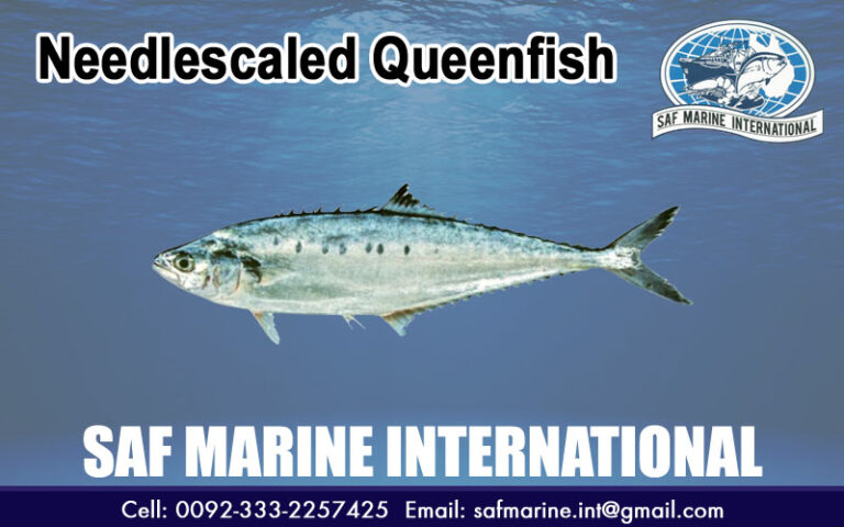 Needle Scale Queenfish Exporter Pakistan Needle Scale Queenfish Packer ...