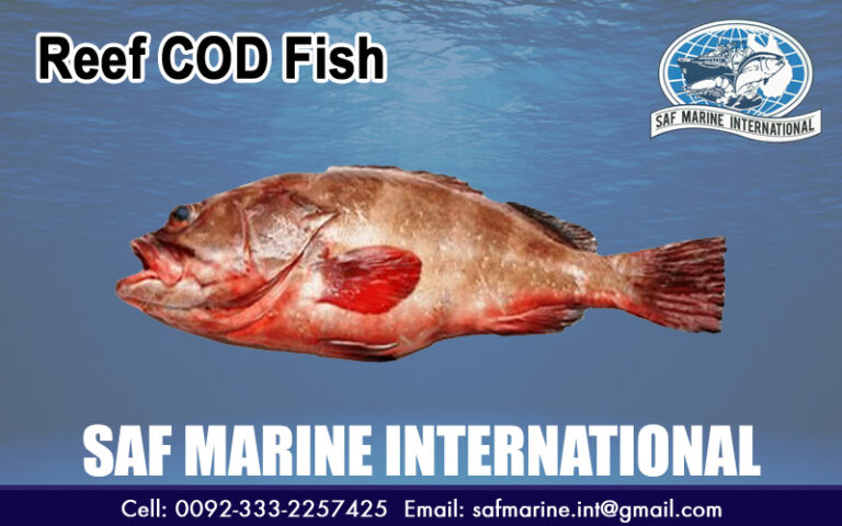 Reef COD Fish Exporter Pakistan Reef COD Fish Packer and Exporter Pakistan