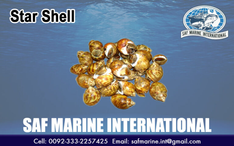 Star Shell Exporter Pakistan Star Shell Packer and Exporter Pakistan